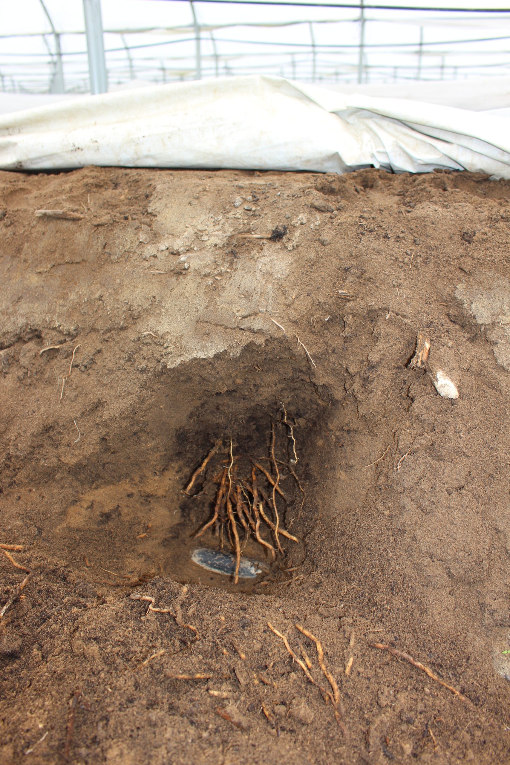 Luxury white asparagus has a name: ASPA - Asparagus World