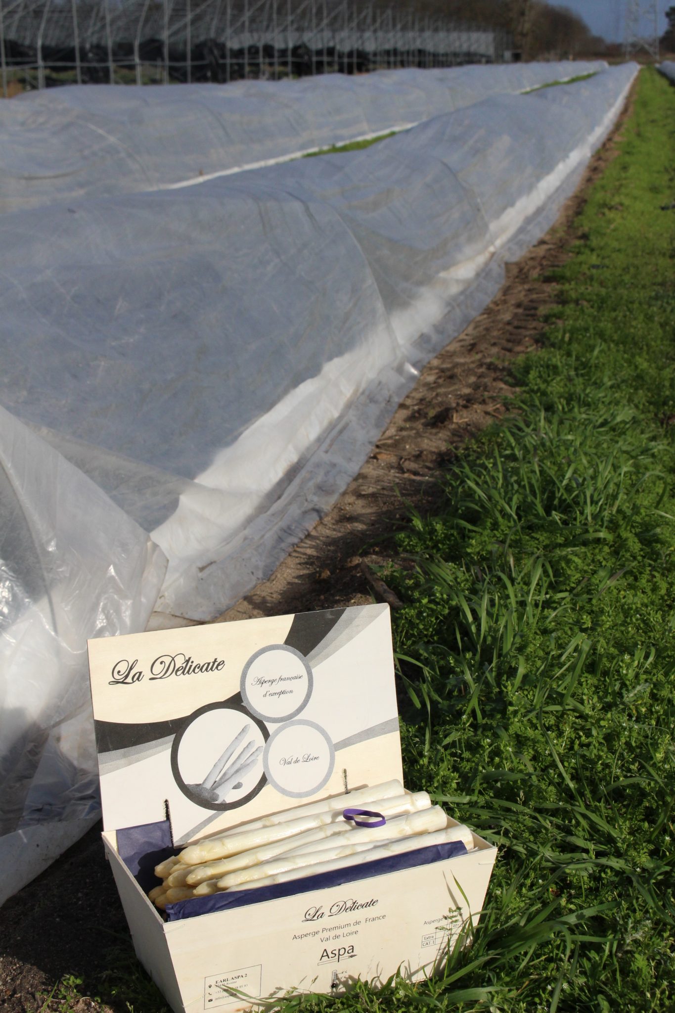 Luxury white asparagus has a name: ASPA - Asparagus World