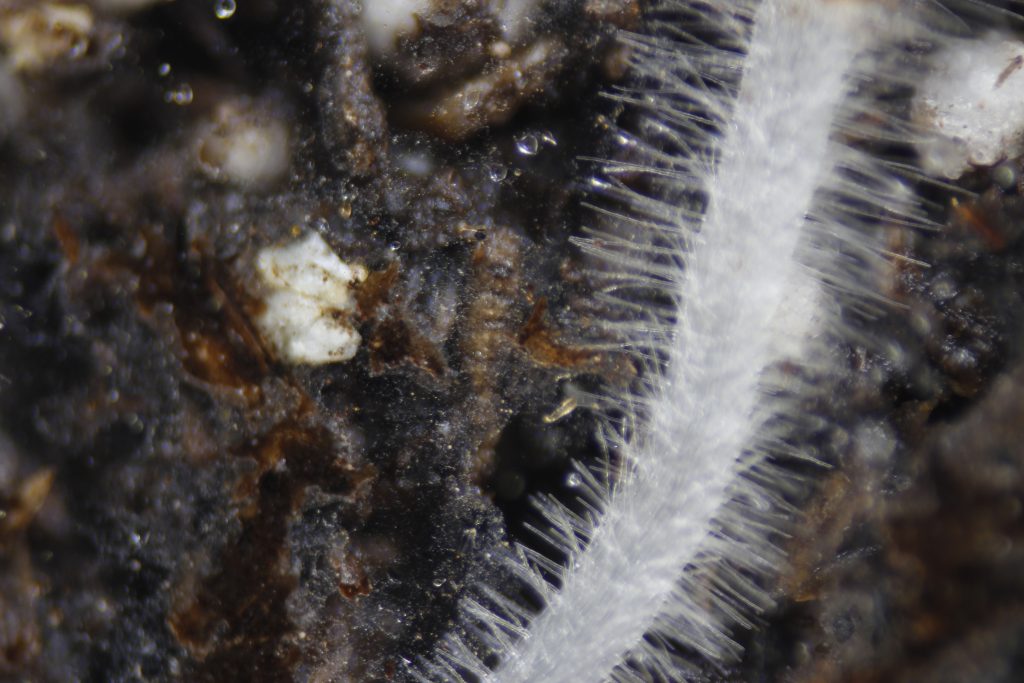 Innovak Global : 65 years as a root specialist - Asparagus World